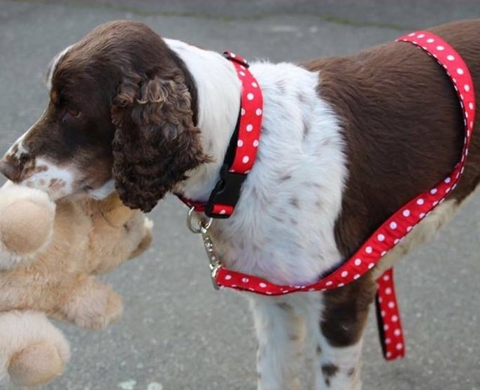 Collar & Lead Sets – Collars by Chris